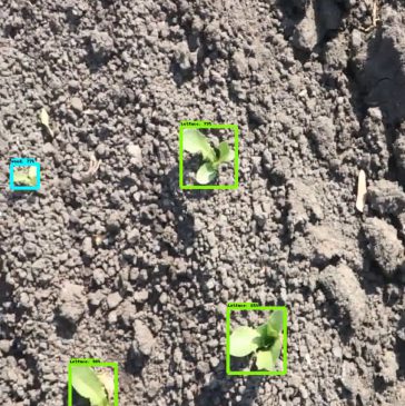 Weed Detection Demo – Tensorfield Agriculture