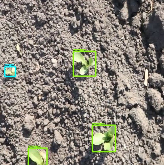 Weed Detection Demo – Tensorfield Agriculture